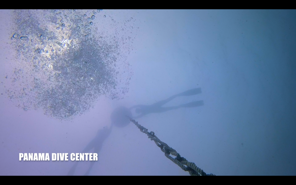 Freediving in the Pacific of Panama | Panama Dive Center